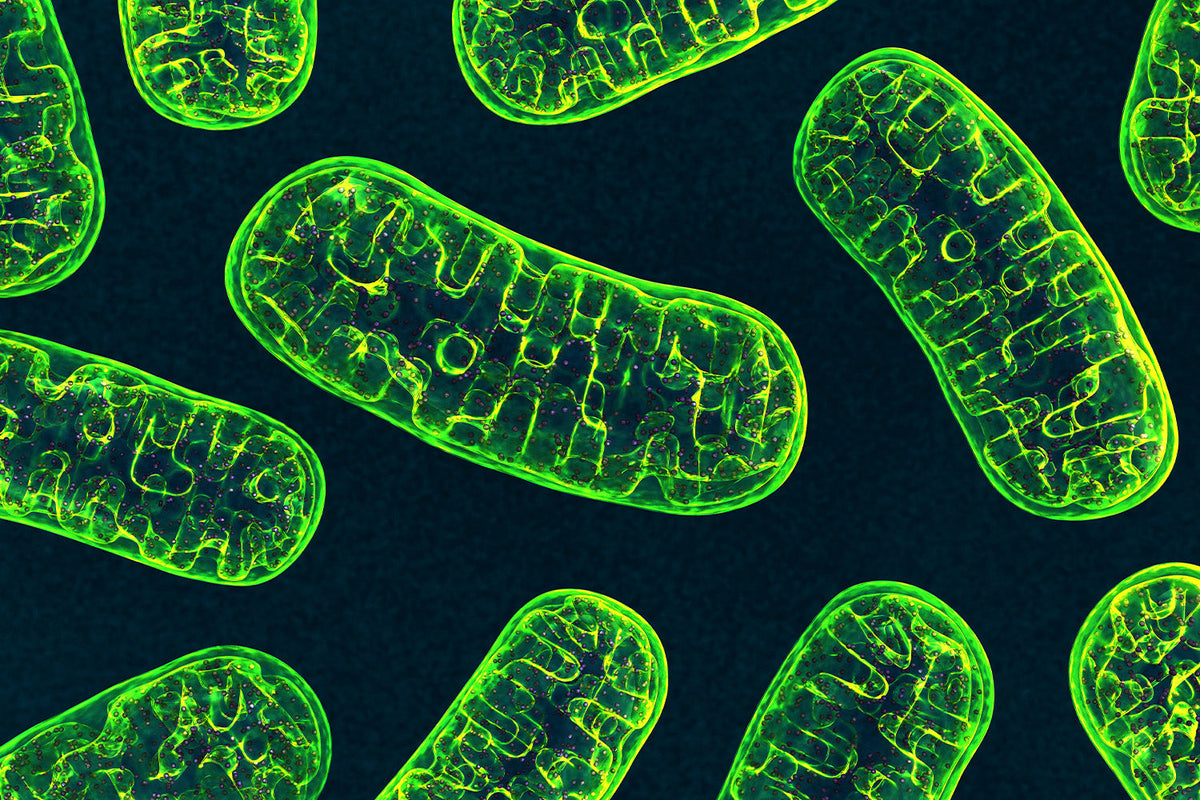 Cellular Energy: The Process & Why It’s Important – fatty15